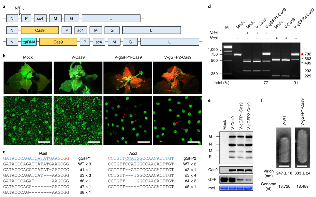 DNA-free基因组编辑技术任重而道远 - 知乎