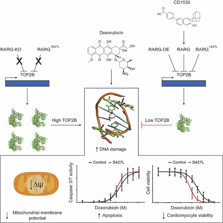 RARG基因多态性可预测多柔比星引发的心脏毒性并发现心脏保护癌症治疗方案 - 知乎