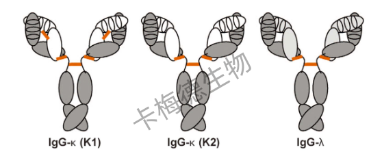 鼠IgG，兔IgG，绵羊IgG介绍 - 知乎