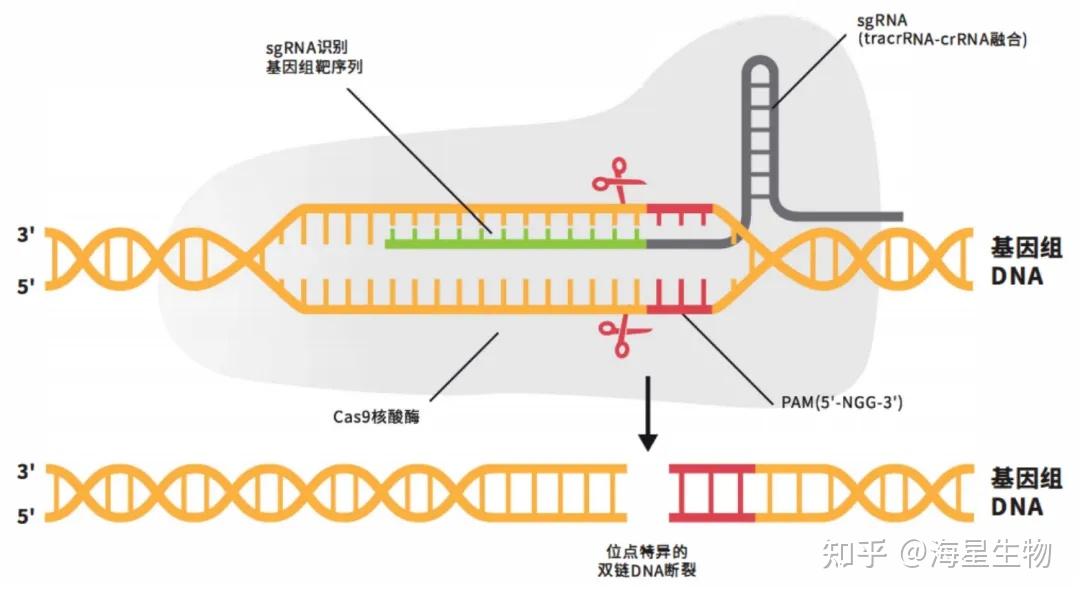 sgRNA的设计与质粒构建方法 - 知乎