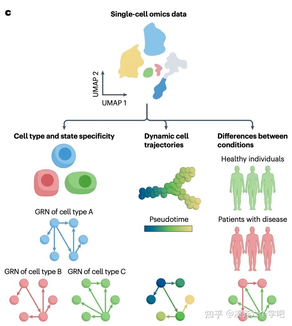 基因调控网络(gene regulatory network-GRN)分析基础概念 - 知乎