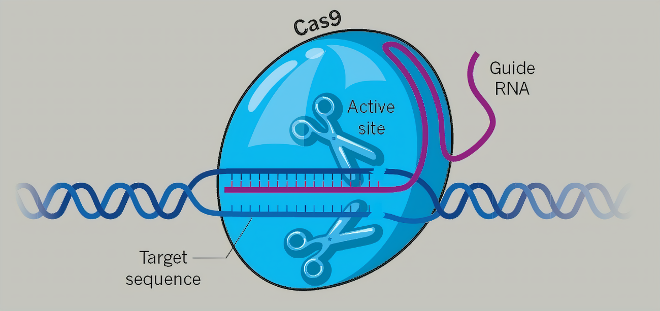 新的prime编辑系统将整个基因插入人类细胞中 - 知乎