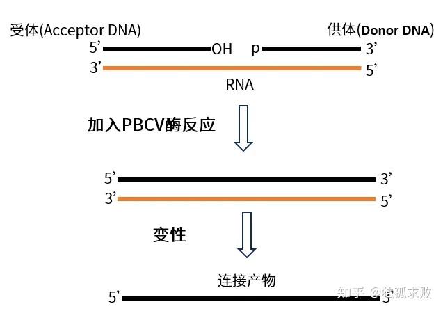 PBCV DNA Ligase（SplintR连接酶），连接性能远超T4 连接酶，适用于原位测序和高灵敏RNA 检测 - 知乎