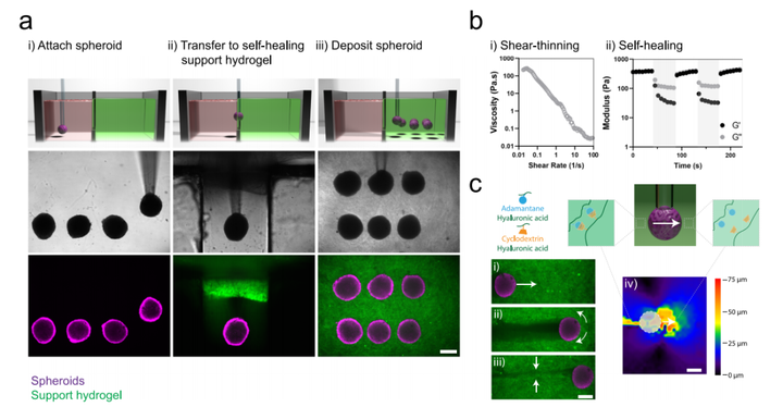宾大Burdick组Nature|生物3D打印多细胞球构建高密度多细胞组织 - 知乎