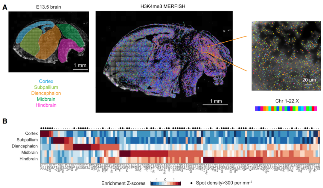 Cell | 复杂组织的单细胞空间表观基因组学成像 - 知乎