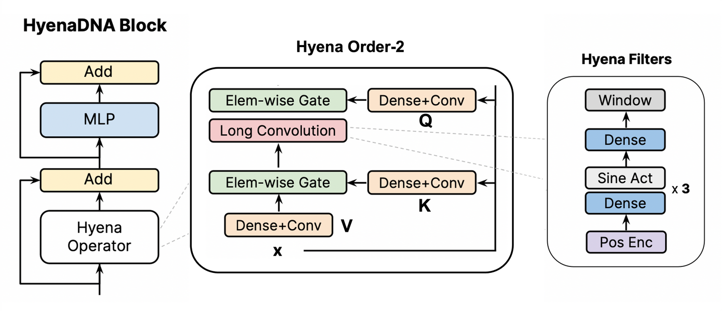 (九) HyenaDNA 技术解读 | 基于 Hyena 架构的超长 DNA 序列预训练模型 - 知乎
