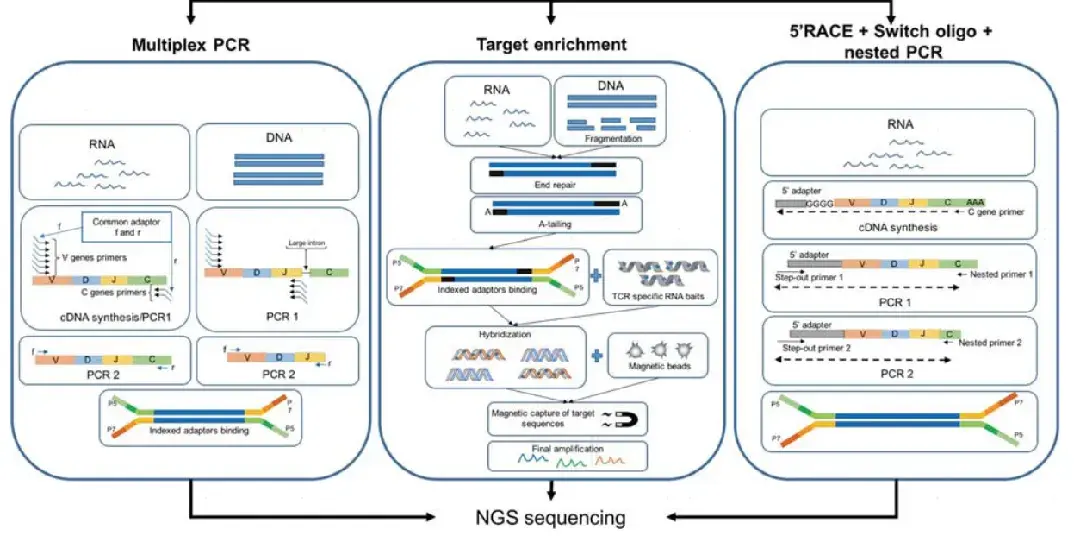 TCR/BCR/mRNA同测 | 新格元Bulk mRNA/免疫组库同步建库技术 - 知乎