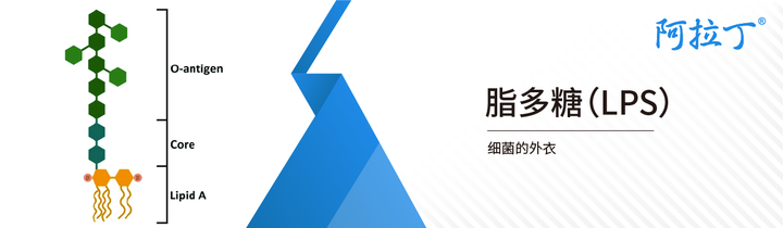 细菌的外衣——脂多糖LPS - 知乎