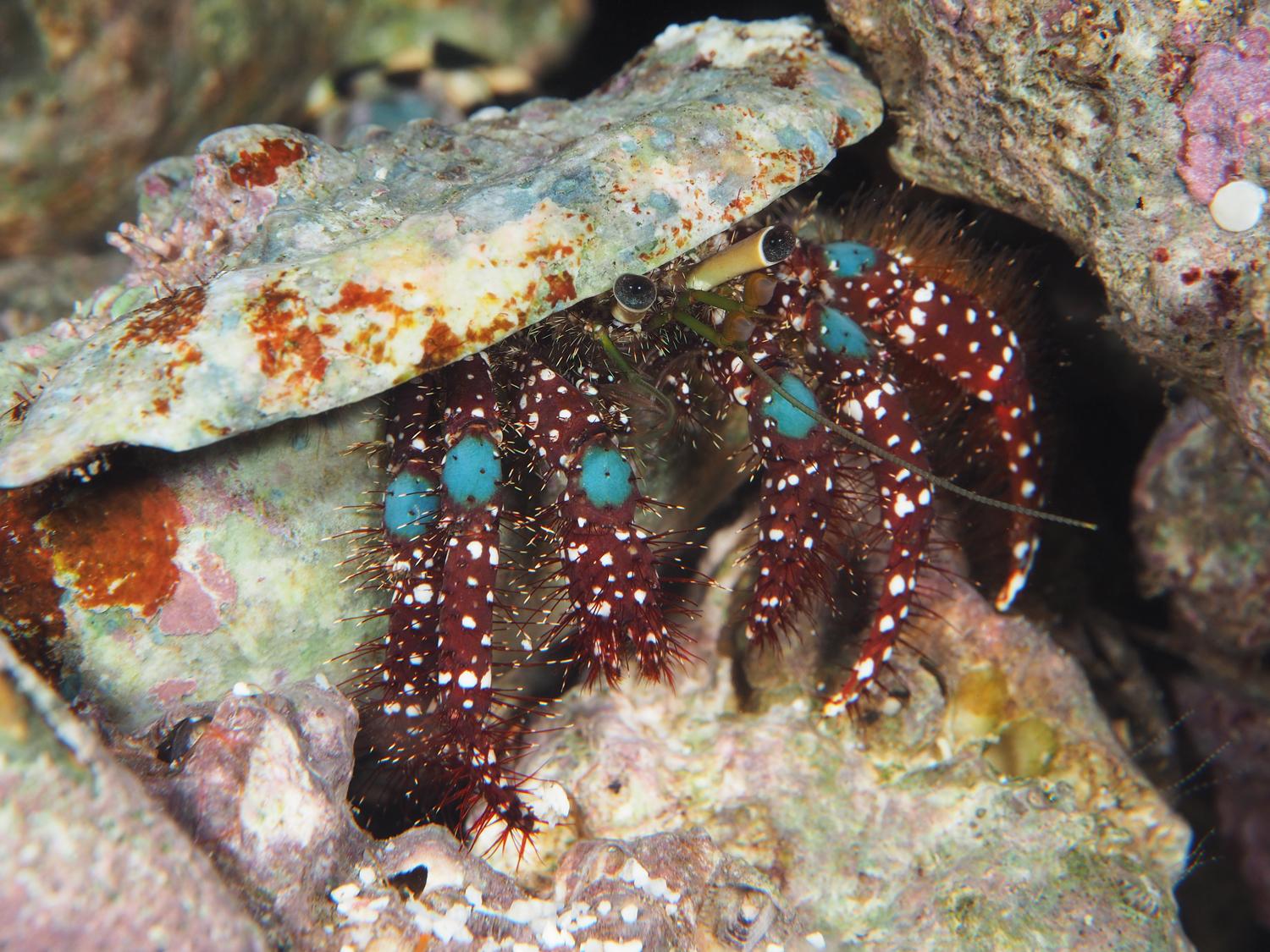 中国海寄居蟹总科图鉴 - 知乎