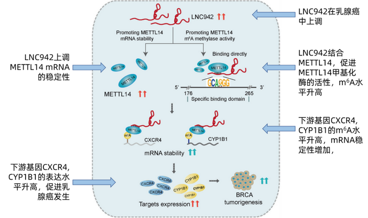 当lncRNA遇到m6A修饰 - 知乎