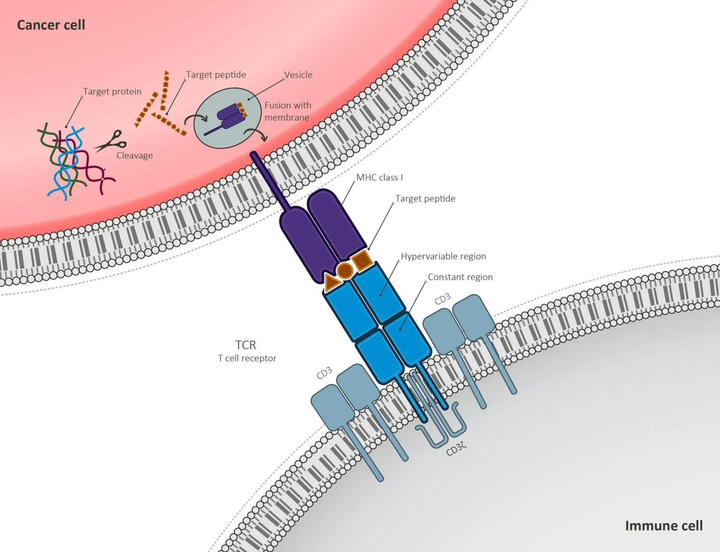 CD3 单克隆抗体：免疫治疗领域的关键角色与发展前景 - 知乎