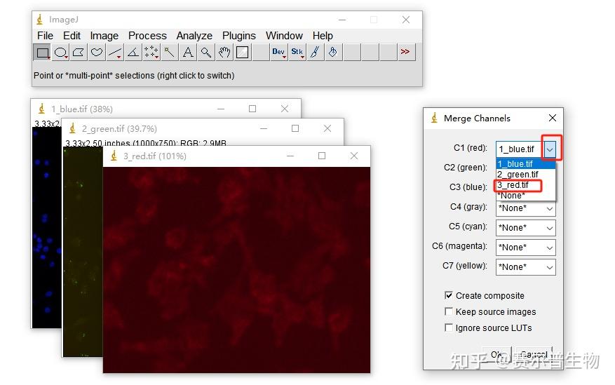 ImageJ 一键合成多色荧光图 - 知乎