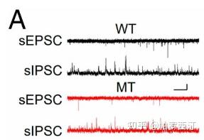 人人有书读，人人有功练--膜片钳中EPSC/IPSC的记录 - 知乎
