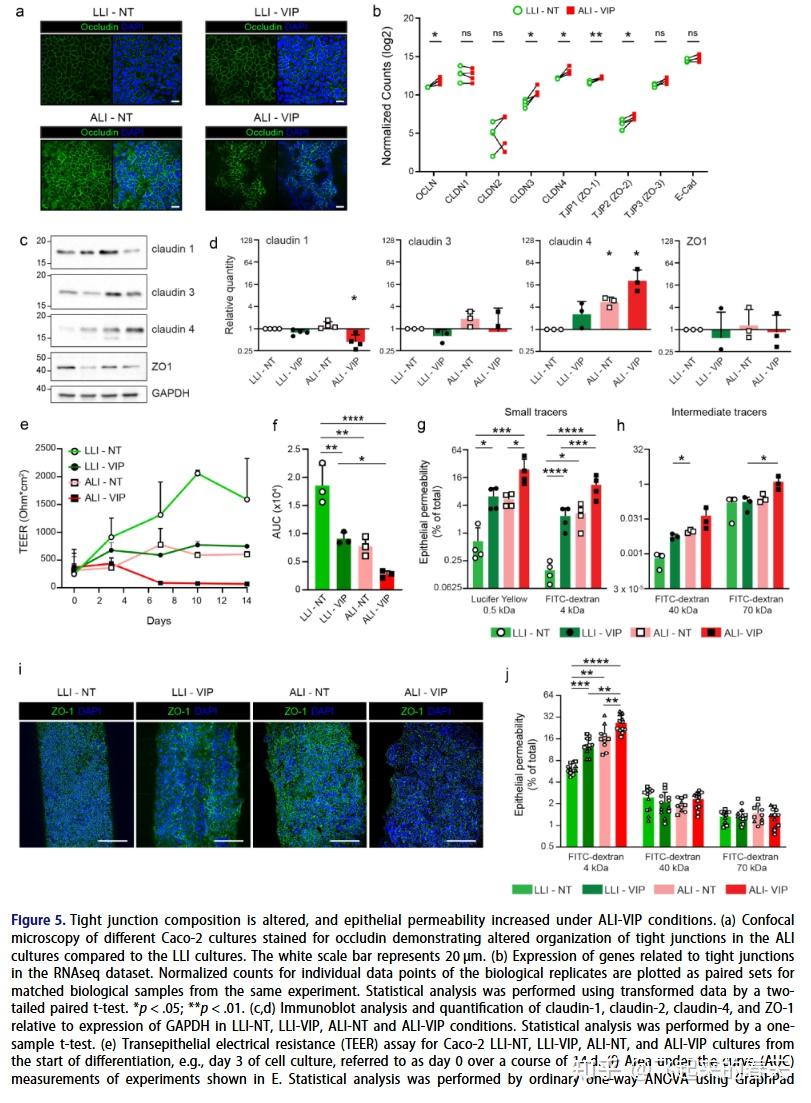 Gut Microbes|开发基于Caco-2的肠道粘液模型，以研究肠屏障特性和细菌-粘液互作 - 知乎
