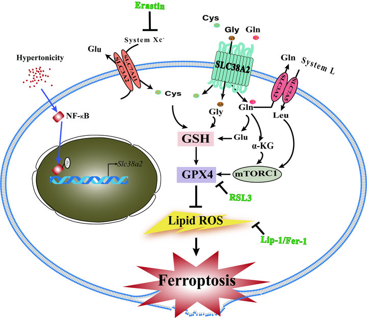 佰乐博生物代理AntibodySystem，Recombinant Human SLC34A2/NaPi2b Protein, N-GST蛋白抗体 - 知乎