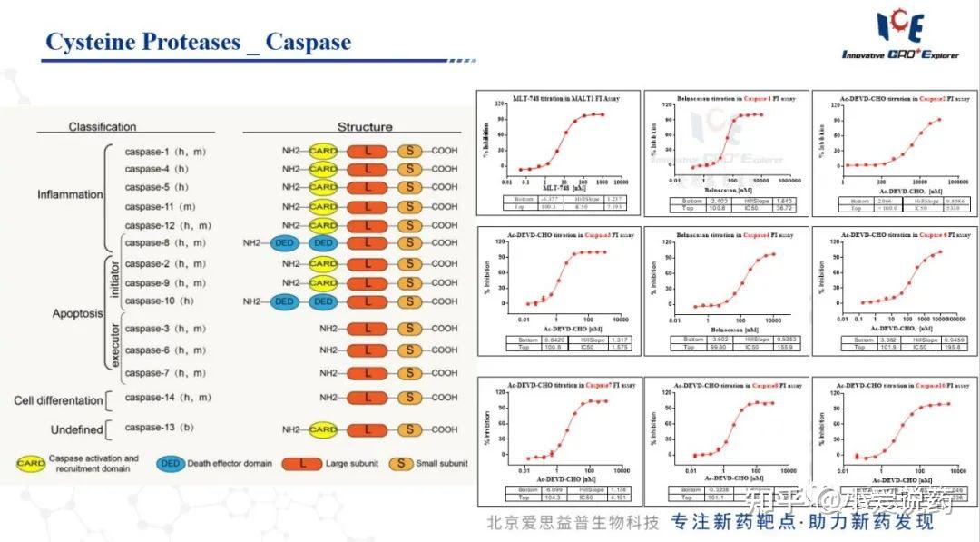 Protease Enzyme Panel_酶学体系构建与筛选_爱思益普 - 知乎