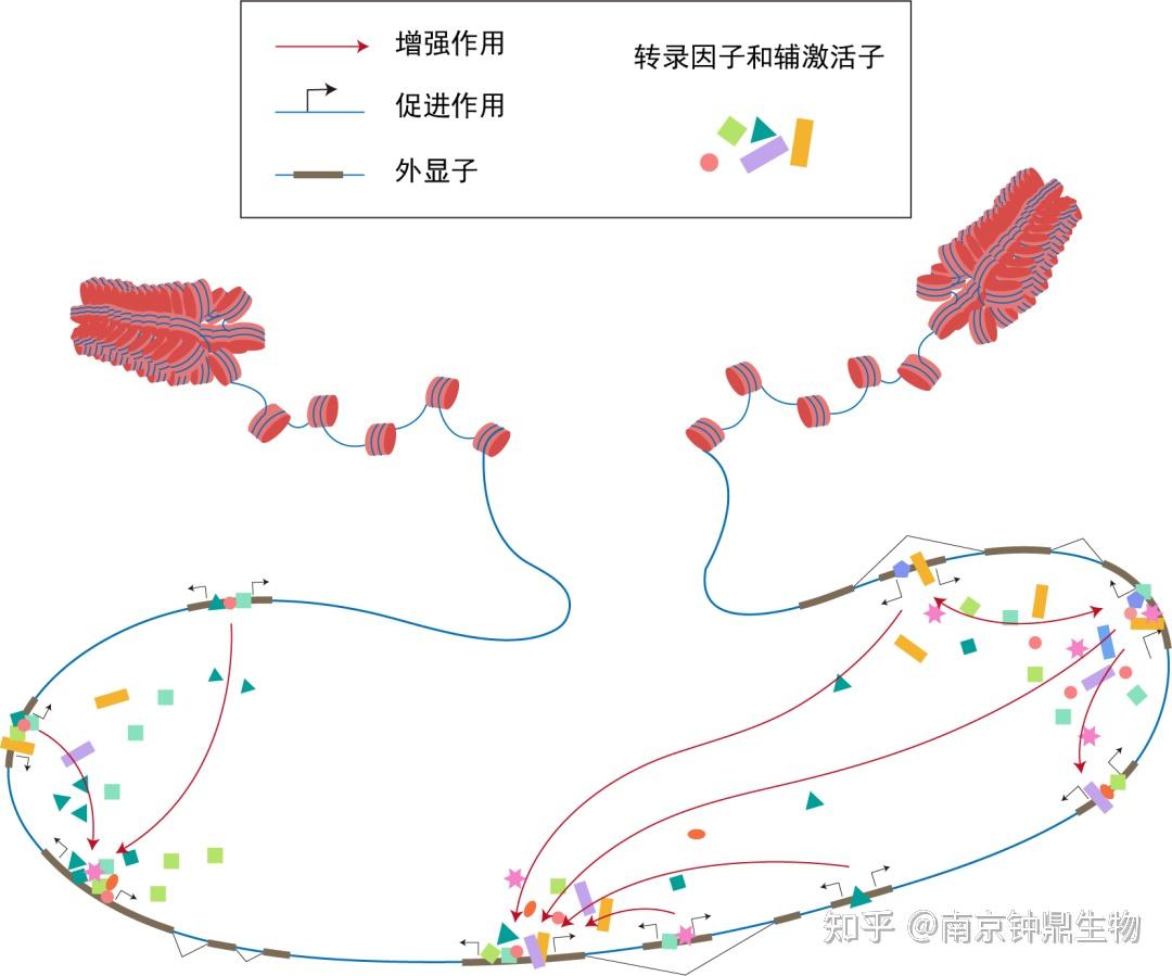 以萤火之光点亮转录因子和启动子互作研究-荧光素酶报告基因 - 知乎