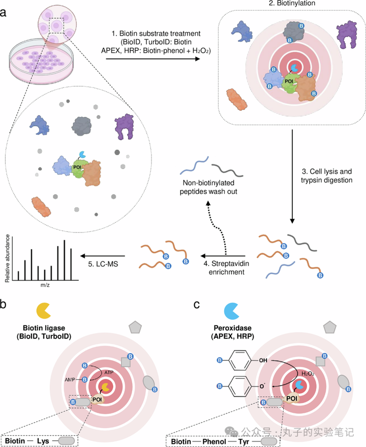 一文读懂BioID、APEX与TurboID的进化之路 - 知乎