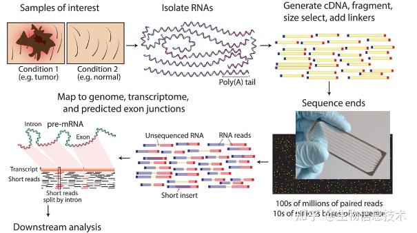 RNA-seq标准化：CPM、RPKM/FPKM、TPM - 知乎