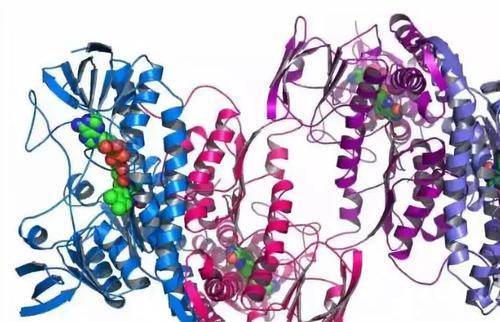 OVA Peptide 257-264 (2TFA) - 知乎