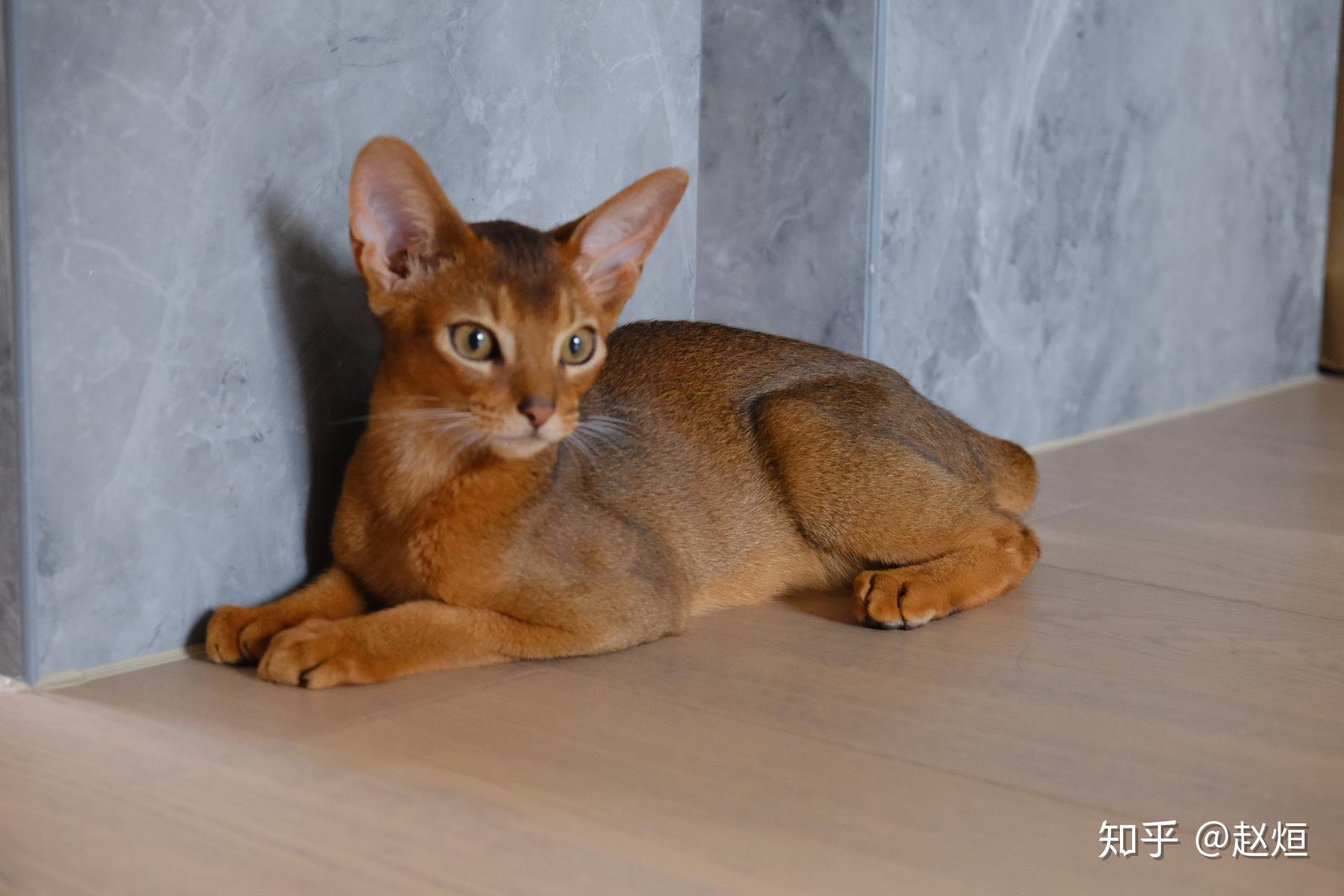 养阿比西尼亚猫（abyssinian）是种什么样的体验？这个品种有什么特点？ - 知乎