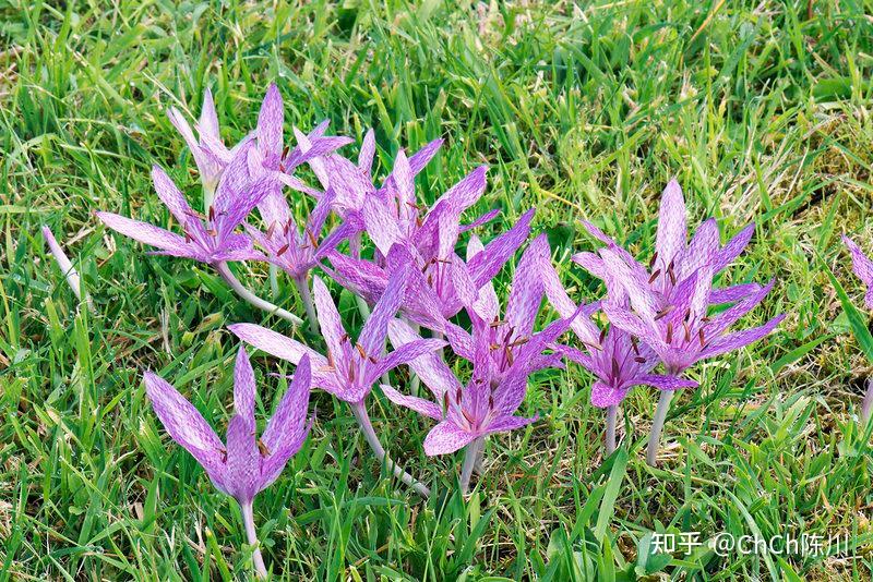多肉植物全图鉴19：秋水仙科（Colchicaceae），秋水仙属（Colchicum） 独立园艺种 - 知乎