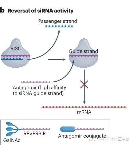 【Nature Reviews】临床siRNA药物设计策略 - 知乎