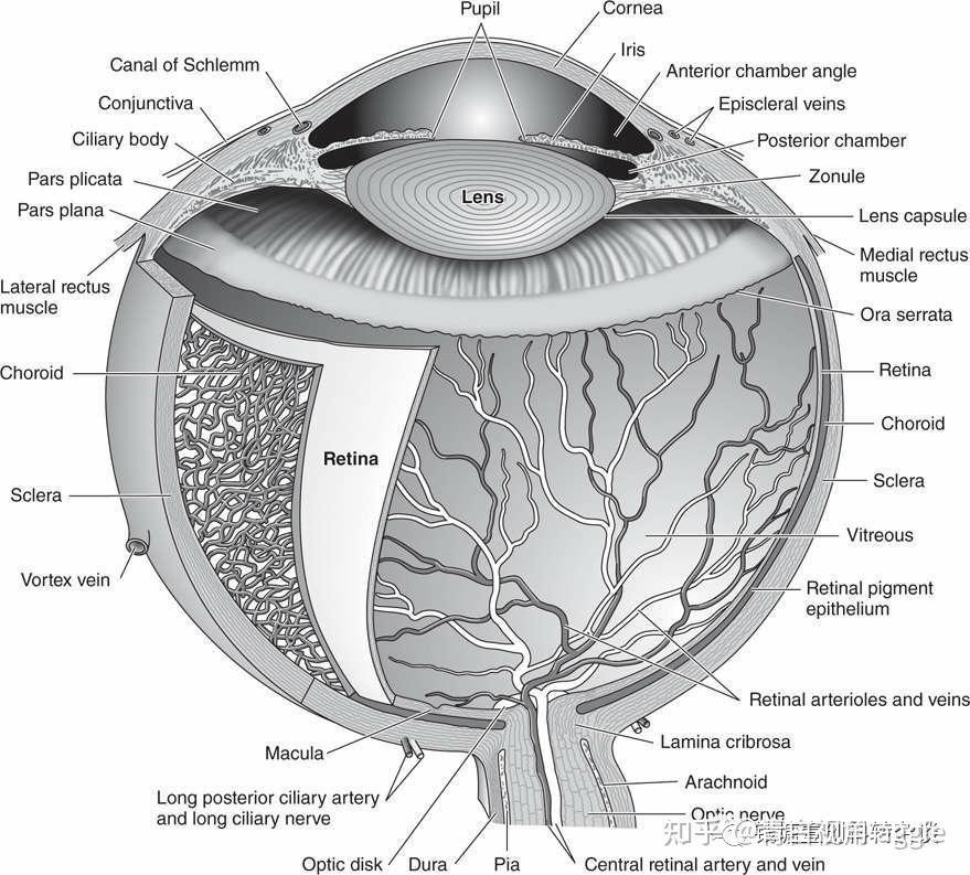 十张人眼解剖图 - 知乎