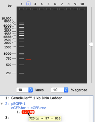 SnapGene 如何模拟琼脂糖凝胶进行PCR扩增？ - 知乎