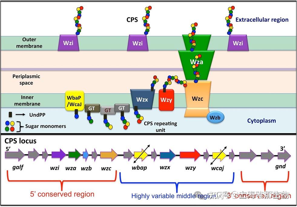 肺炎克雷伯菌的K抗原血清型介绍 - 知乎
