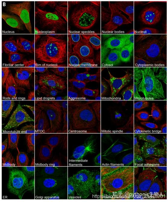 R可视化15|27种常见物种解剖图轻松绘制 - 知乎