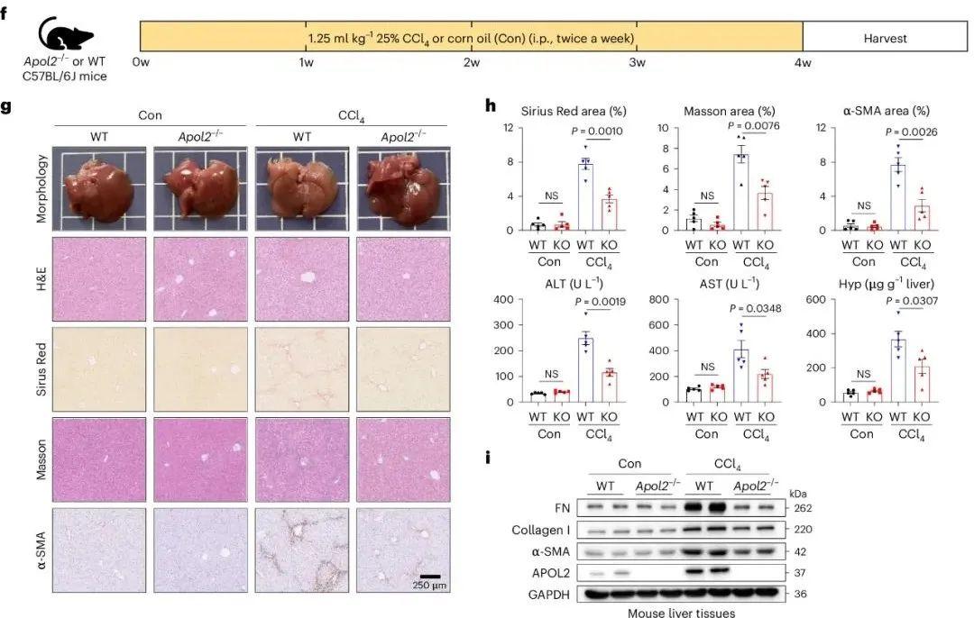 Nature Chemical Biology 】缓解肝纤维化的载脂蛋白 L2 抑制剂: 天然产物 DP - 知乎