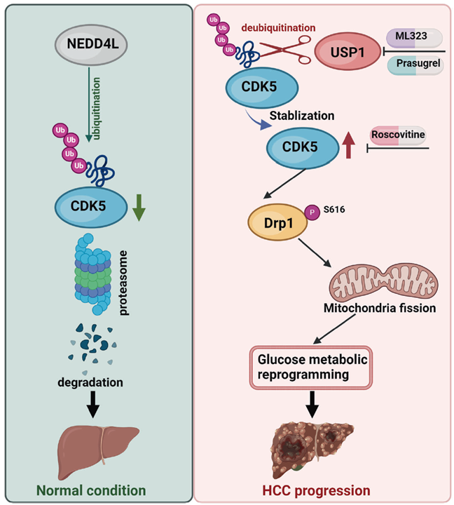 《Cell Death Differ》解读：脱泛素化酶USP1压制表兄，稳定CDK5，促进DRP1线粒体分裂致癌 - 知乎