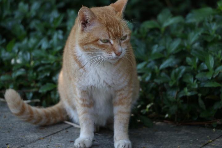 猫咪跑出家后，还能回来吗？「科瑞卡科普」 知乎
