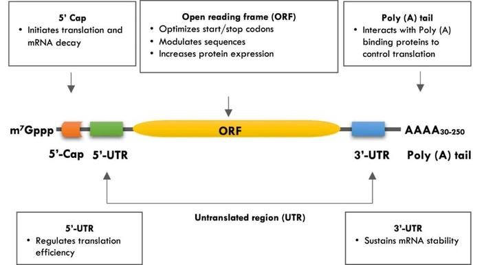 2023获得诺奖后，mRNA 疫苗开发的未来前景如何？ - 知乎