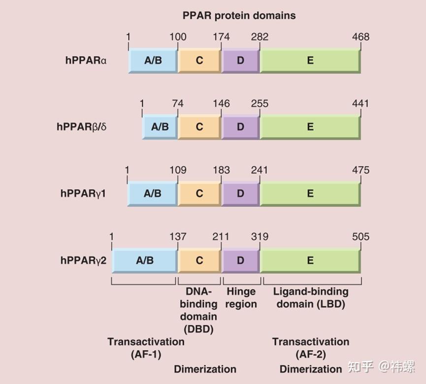 PPAR的分子机制及其与疾病的关系 - 知乎
