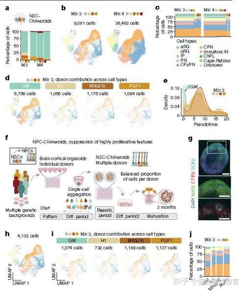 顶刊！多供体大脑类嵌合体模型揭示个体对神经毒性诱因的易感性 - 知乎
