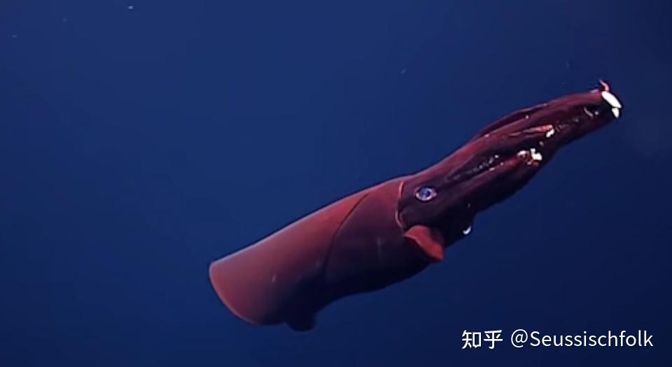 一些冷门巨型鱿鱼的介绍（待更新） - 知乎