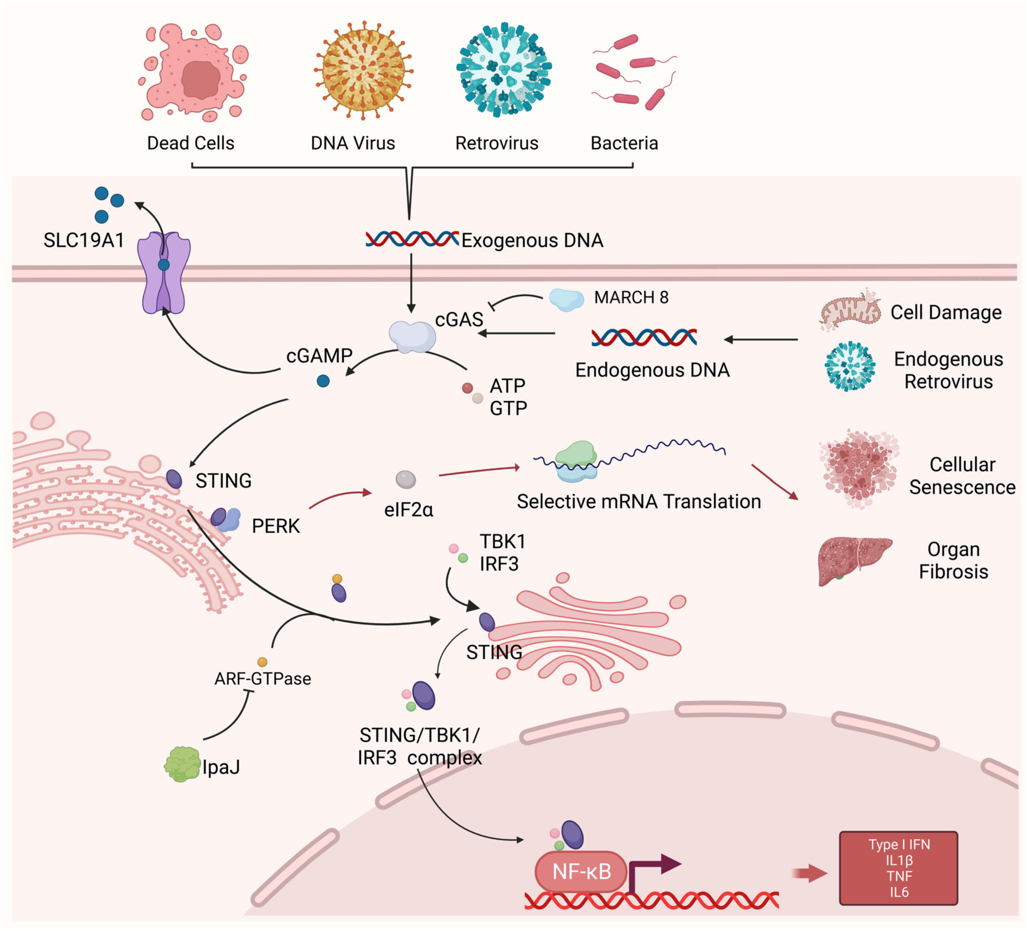 cGAS-STING通路如何工作？【硬核！全网最全！】 - 知乎