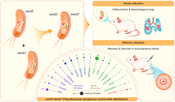 hLife Article | 高毒铜绿假单胞菌的加强版“装备”：共表达同分泌效应蛋白ExoS和ExoU的III型分泌系统 - 知乎