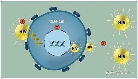 艾滋病的临床表现与分期（附图片） - 知乎