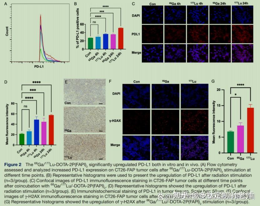 用68Ga177Lu-DOTA-2P(FAPI)2进行FAP靶向放射配体治疗可增强免疫原性，并与PD-L1抑制剂协同作用，提高抗肿瘤疗效 - 知乎