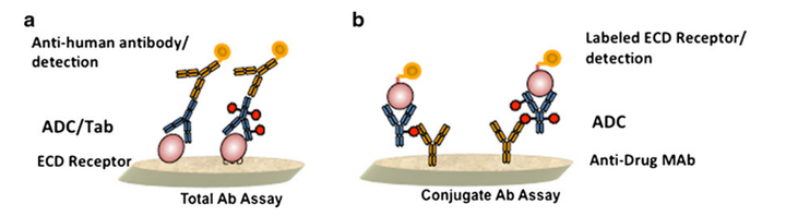 ADC PK研究再添核心工具：抗DXD抗体 - 知乎