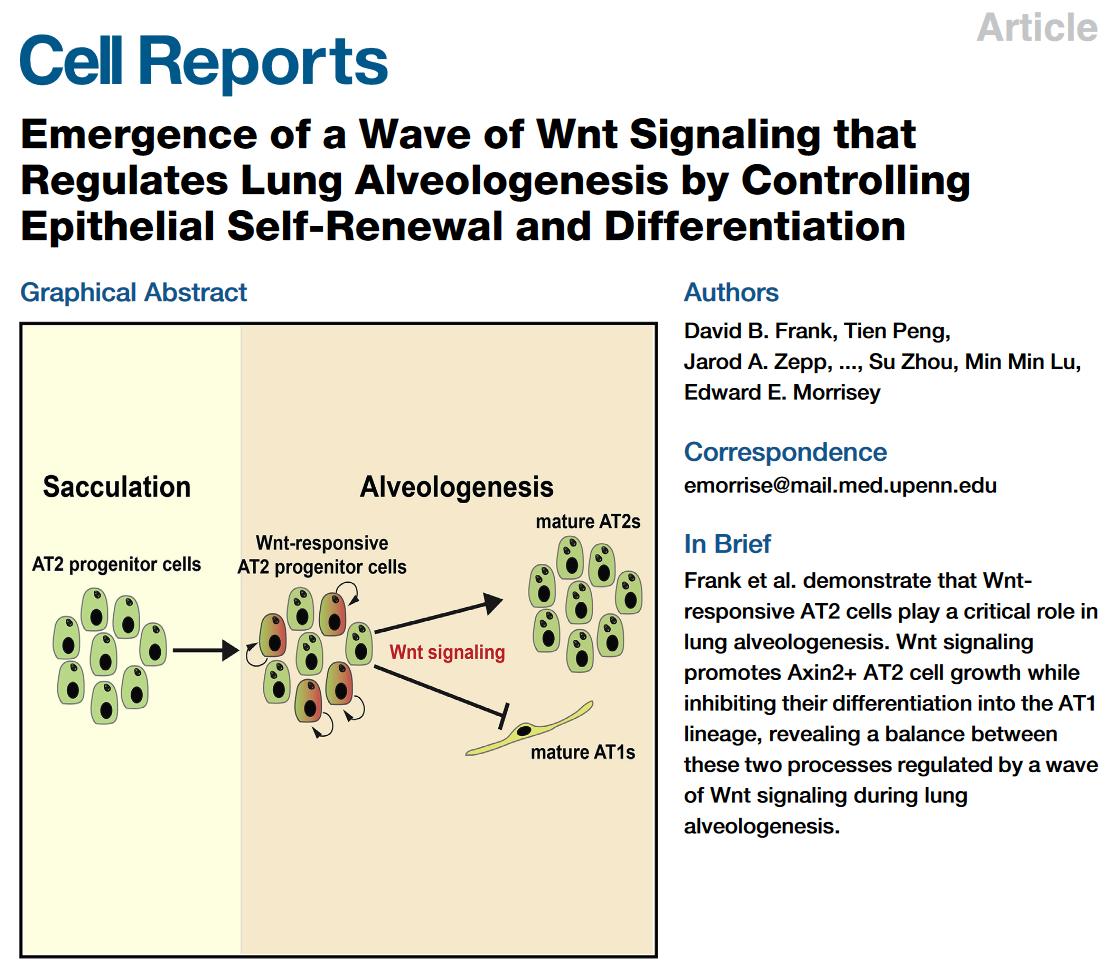 241021 文献泛读 AT2 / AT1 - 知乎