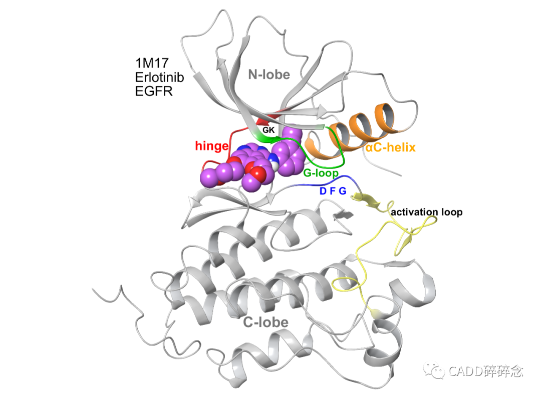 kinase结构特征及hinge-binding - 知乎