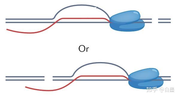 一文读懂 R-loops （图文详解） - 知乎