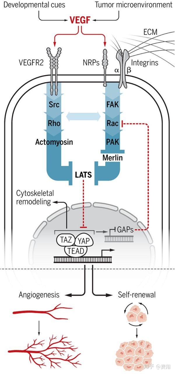 Hippo-YAP通路相关文献整理 - 知乎