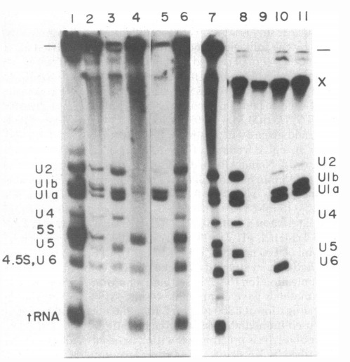 国自然热点 | RNA结合蛋白调控机制研究方法之RIP-seq - 知乎