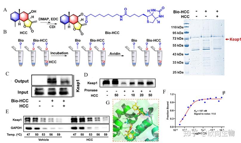 ABSP：天然化合物HCC靶向Keap1，开辟急性肺损伤治疗新路径 - 知乎