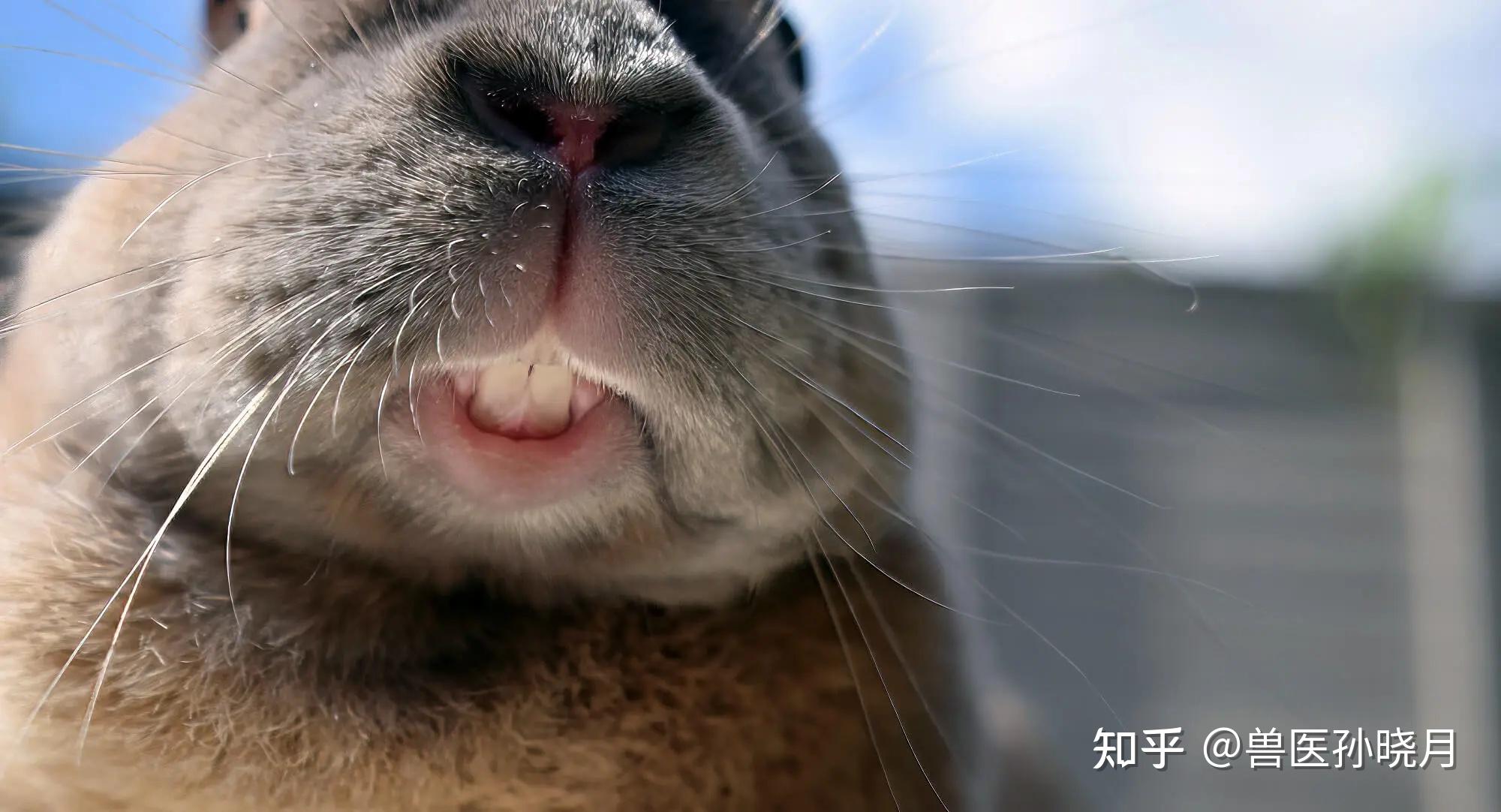 兔和豚鼠的牙科疾病 - 知乎